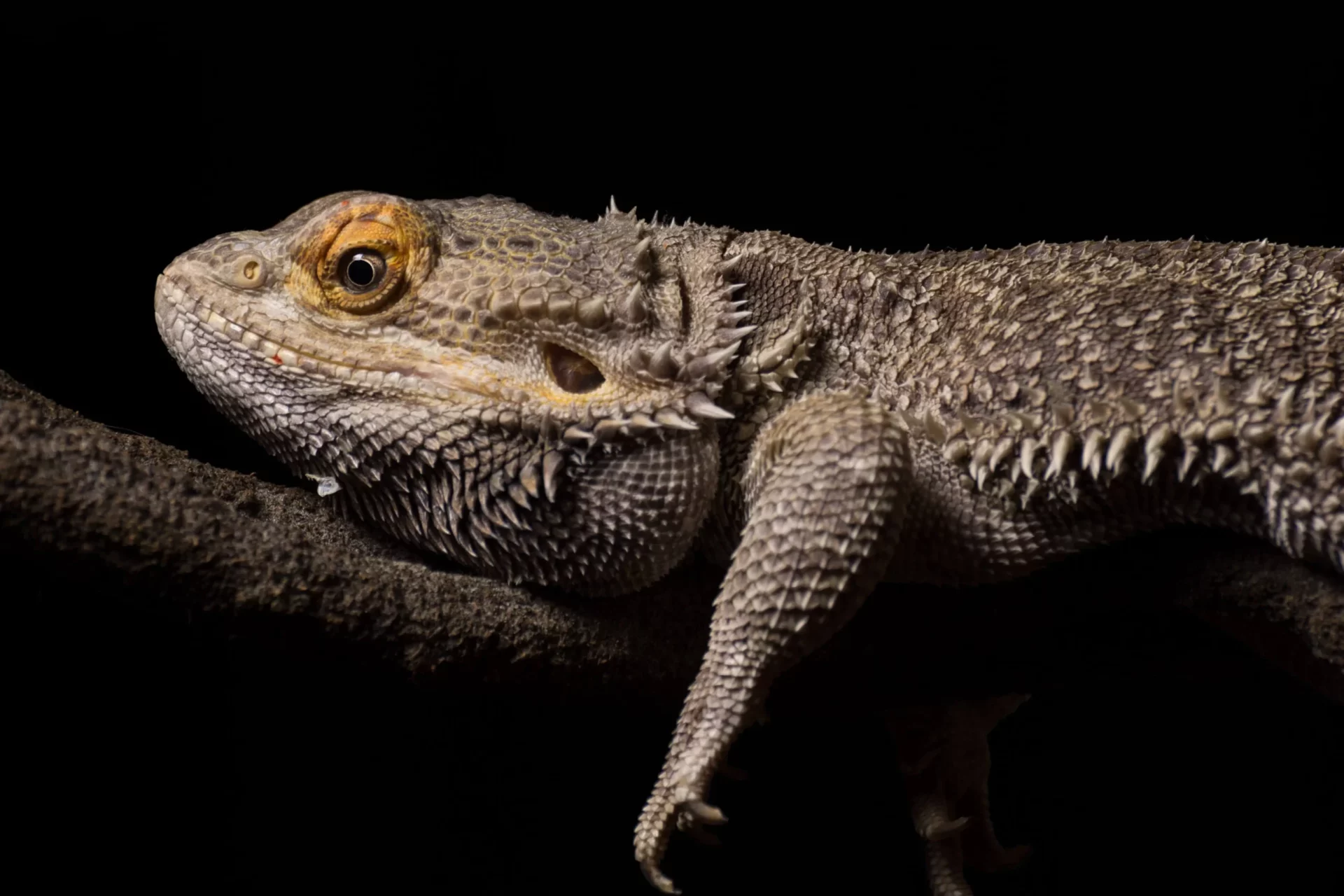 Reptile Awareness Day | Southlake Animal Hospital P.C.