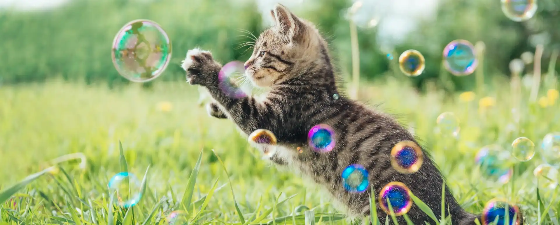 Ultraviolet Ozone Therapy | Southlake Animal Hospital P.C.